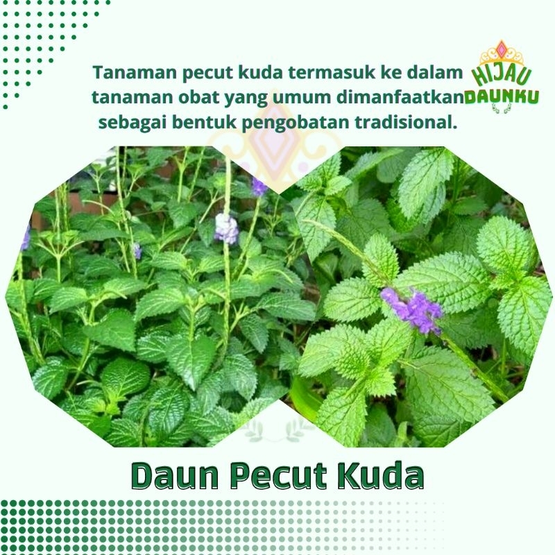 Jual Daun Pecut Kuda atau Jarong Tumbuhan Herbal Alami yang Aman Tanpa ...