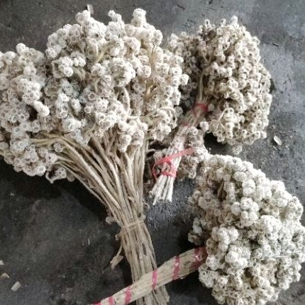 Jual Bunga kering edel bromo | Shopee Indonesia