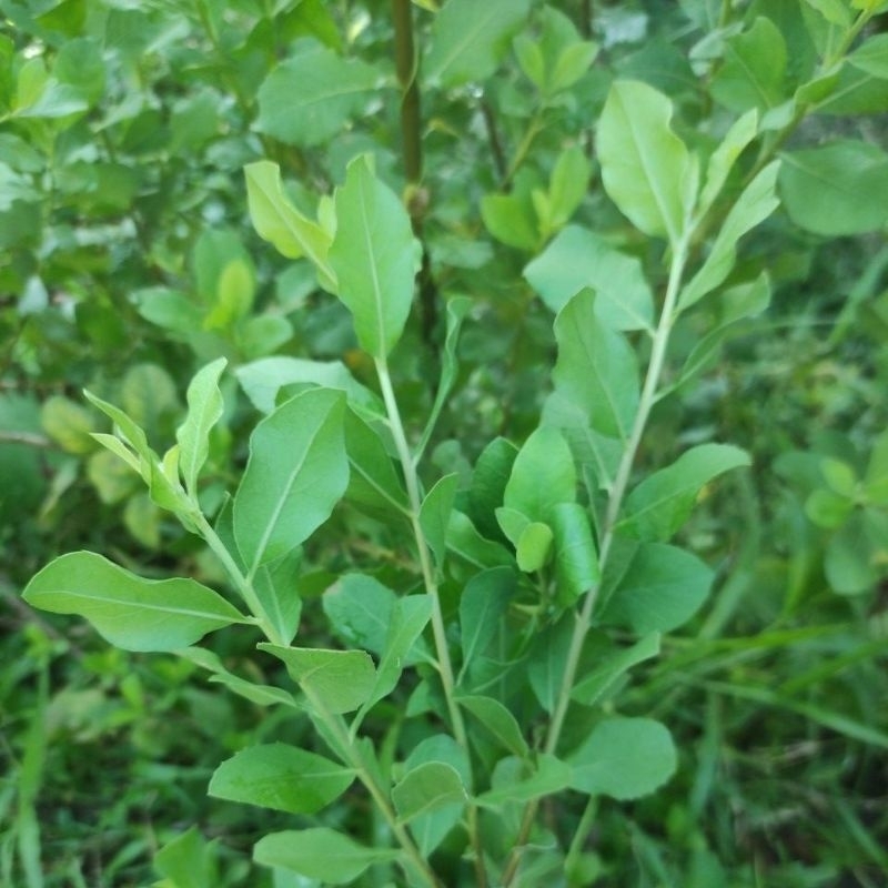 Jual 250 GRAM DAUN BELUNTAS LUNTAS LONTAS SEGAR | Shopee Indonesia