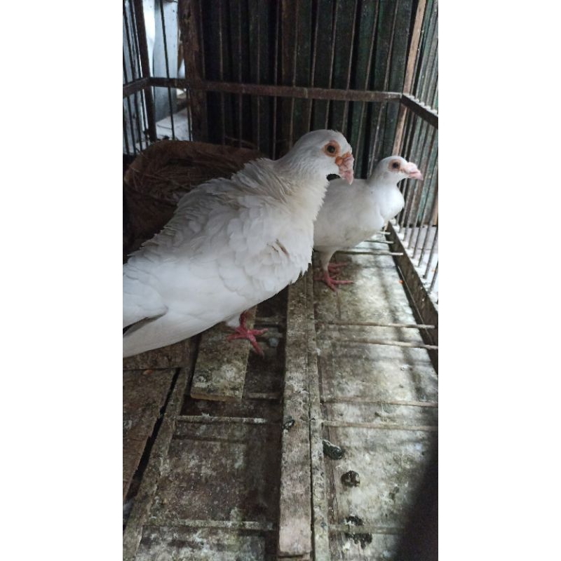 Jual merpati pos putih sepasang jantan dan betina | Shopee Indonesia