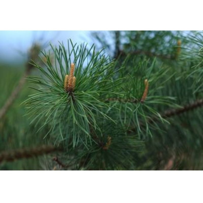 Jual daun pinus segar 1kg | Shopee Indonesia