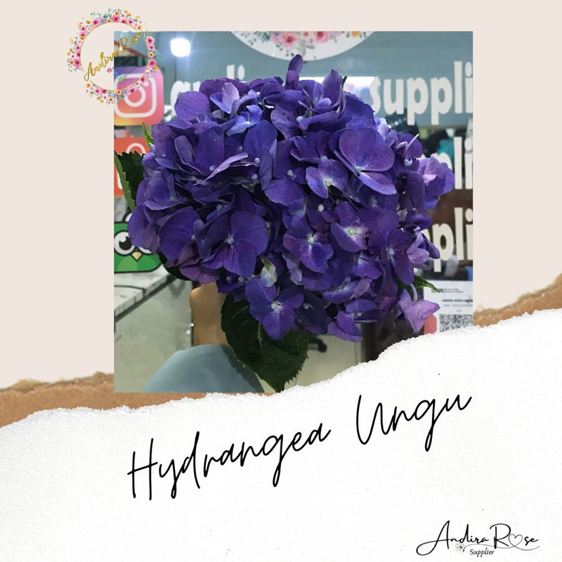 Jual Hydrangea Ungu Semi Import (Hortensia Semi Import) | Shopee Indonesia