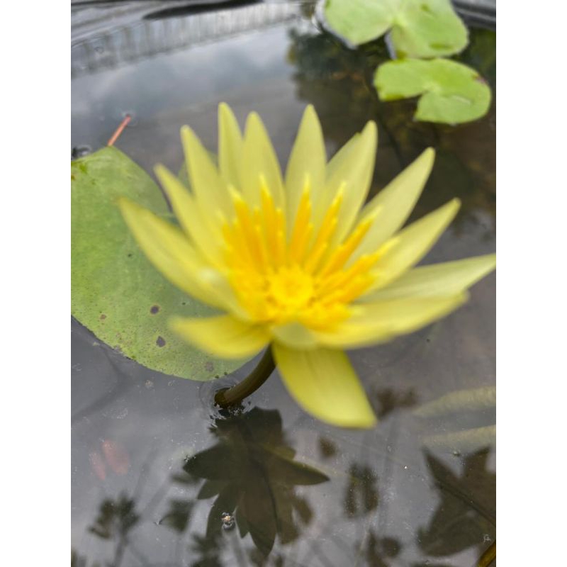 Jual Bunga Teratai Kuning tropis wangi santa louis gold | Shopee Indonesia