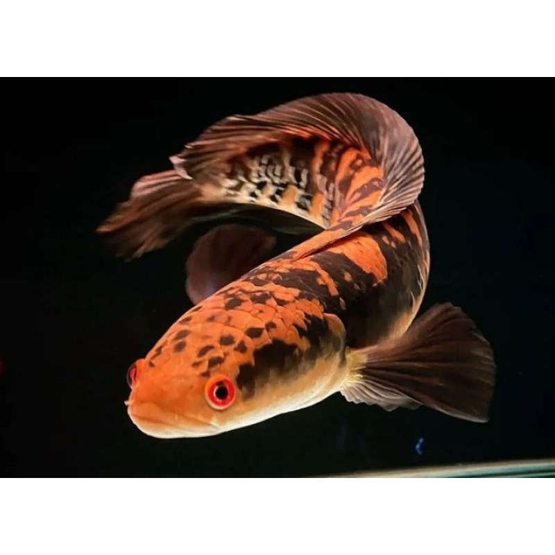 Jual MARU RIAU YELLOW PREMIUM ORIGINAL RIAU REAL | Shopee Indonesia