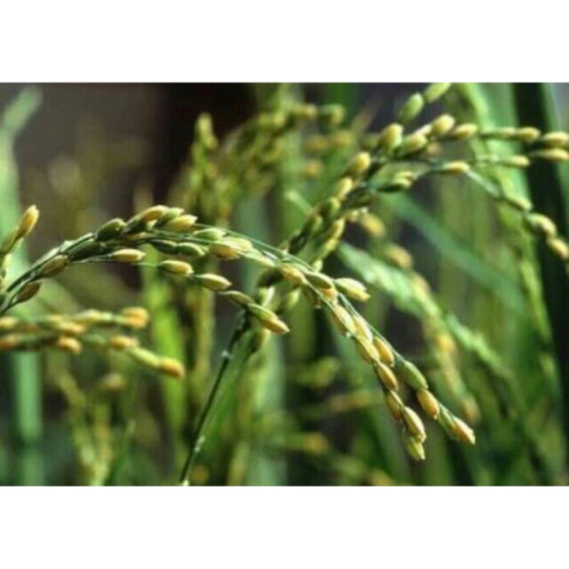 Jual Rice Extract 1kg | Shopee Indonesia