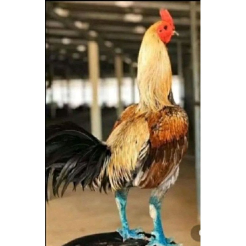 Jual Telur ayam aduan fertil trah yokeree / GARANSI FERTIL / pama iq / mangon vip. | Shopee ...