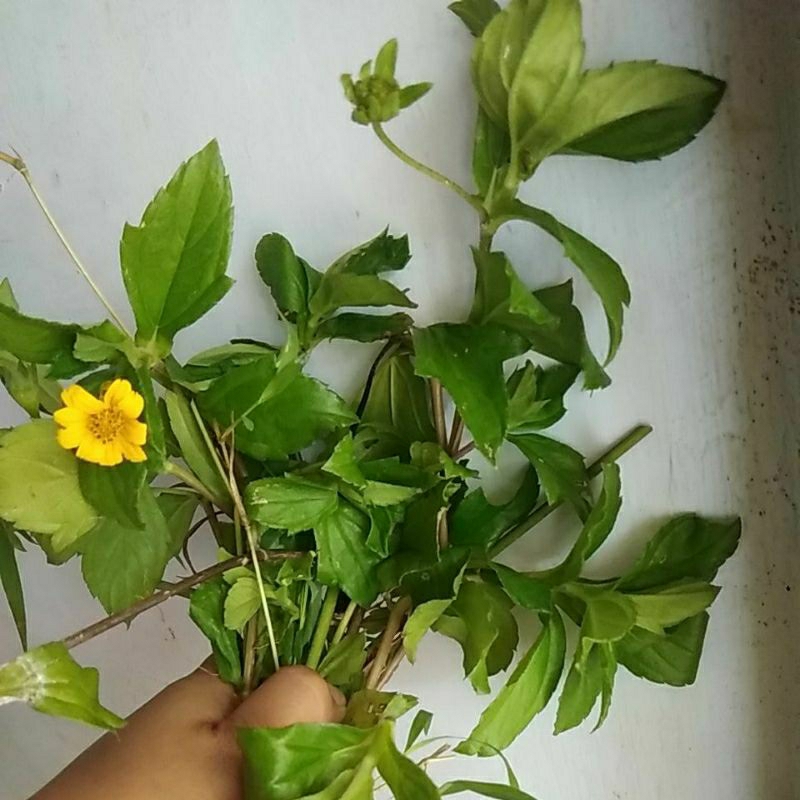 Jual DAUN+ BATANG TANAMAN WEDELIA FRESH 200GR | Shopee Indonesia