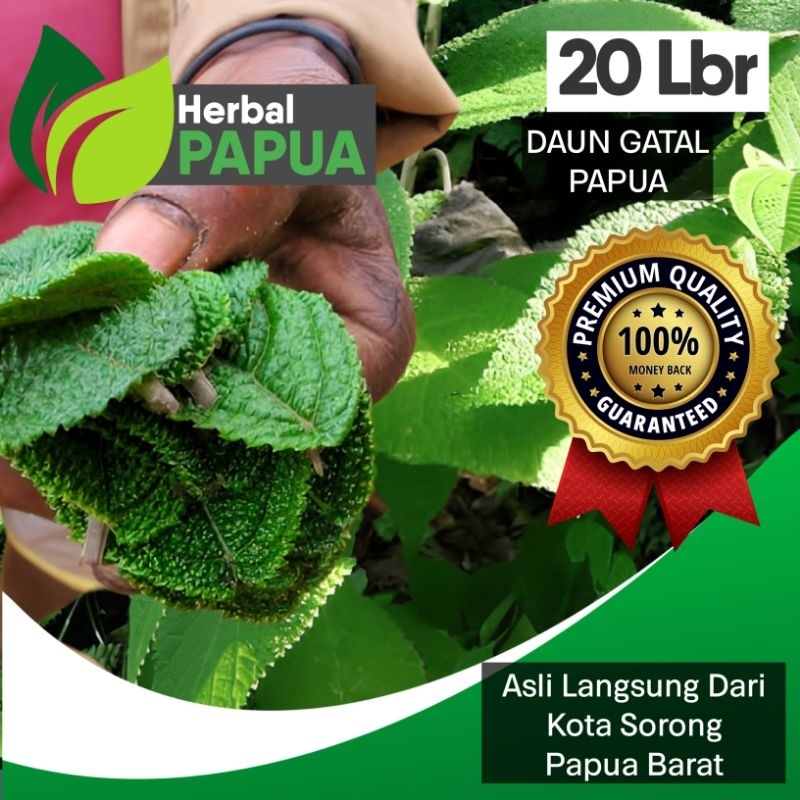 Jual DAUN GATAL PAPUA | Shopee Indonesia