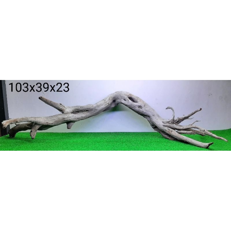 Jual Kayu Santigi Laut - Kayu Tenggelam - Aquascape - Channa ...