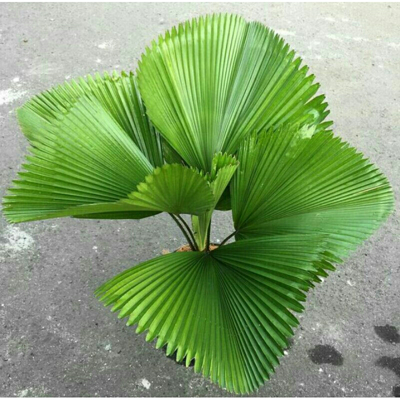 Jual TANAMAN HIAS PALEM KIPAS / PALM KOL / TANAMAN INDOOR | Shopee ...
