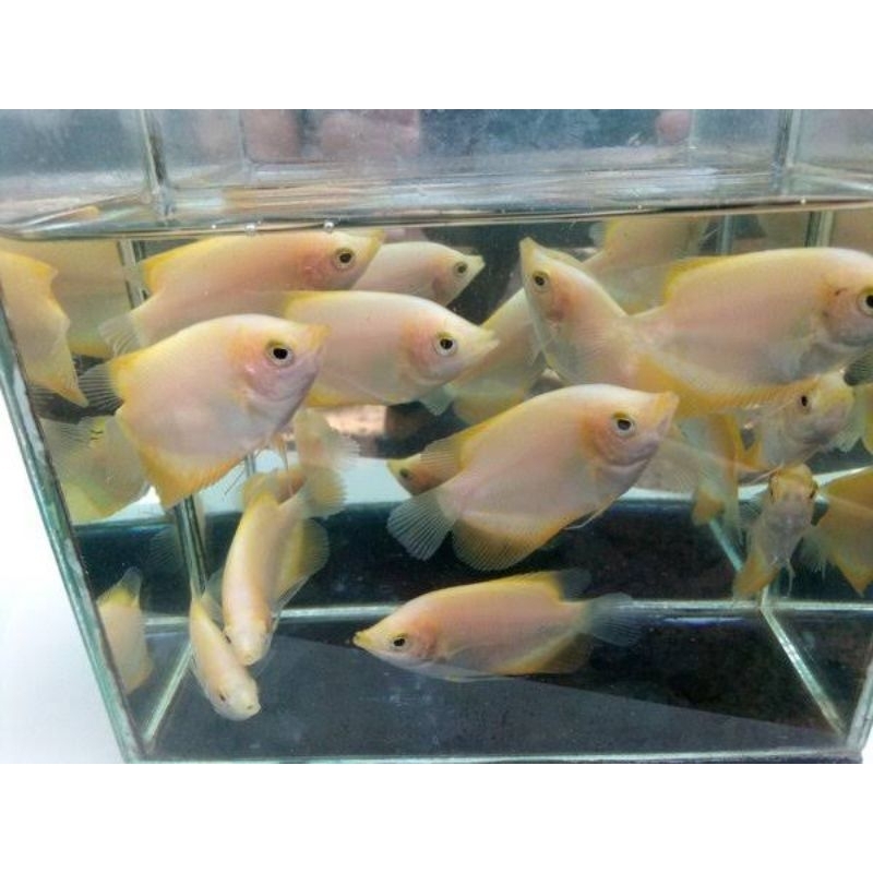 Jual Ikan Gurame Padang Albino Size 4-6 Cm Paket 20 ekor | Shopee Indonesia