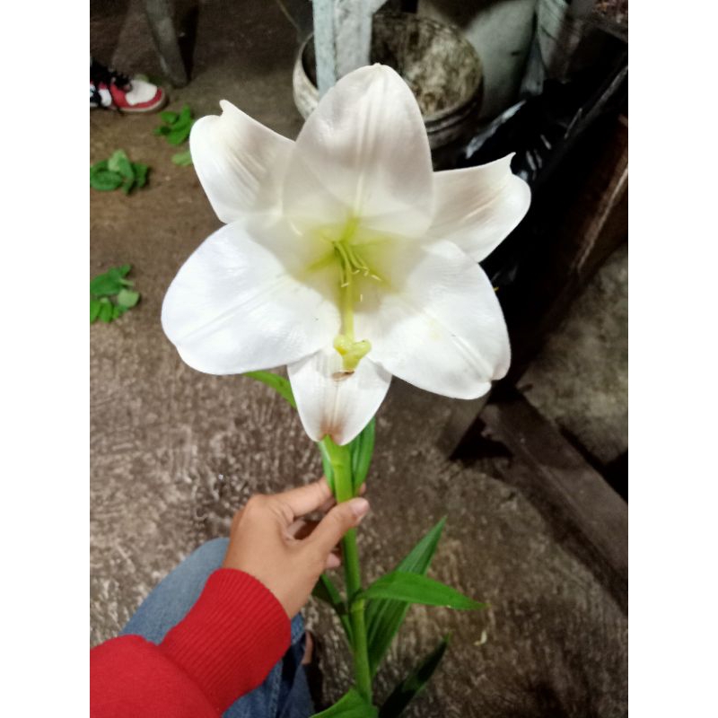 Jual Bunga lily terompet asli segar per tangkai CMHI BDG PDLRG | Shopee ...