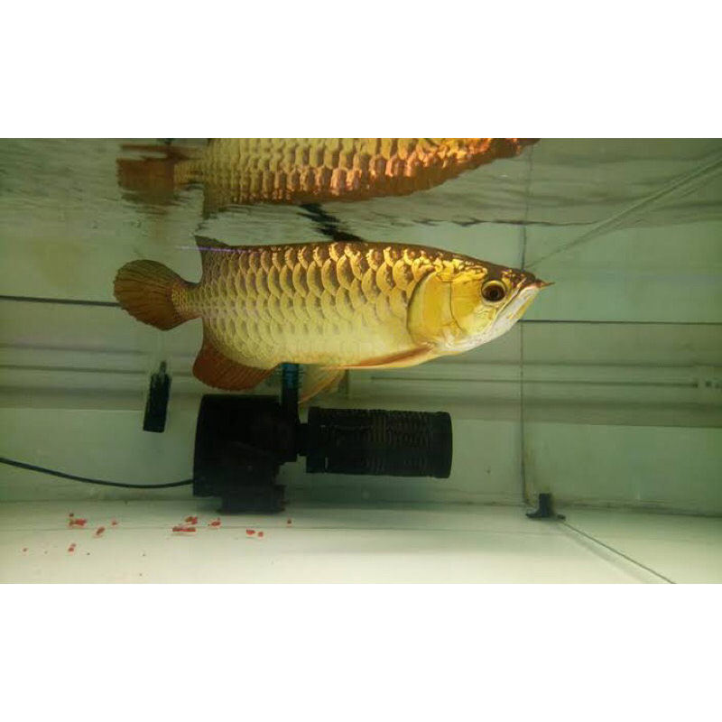 Jual Arwana / Arowana Golden CrossBack 24K 40cm up | Shopee Indonesia