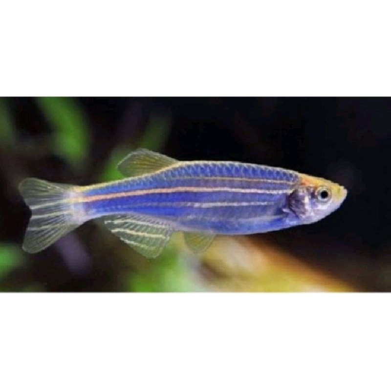 Jual blue danio tetra isi 10 ekor | Shopee Indonesia