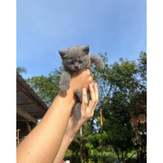 Jual kucing kitten british short hair / bsh scottish fold scotish ...