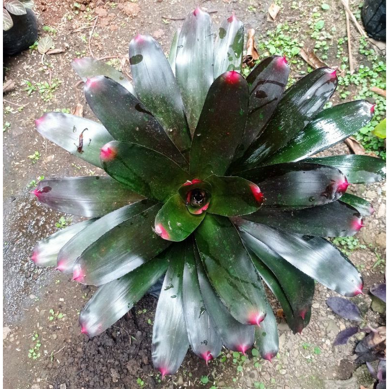 Jual Tanaman Hias Bromelia Giant Mawar Merah Super Besar Free Tanaman ...