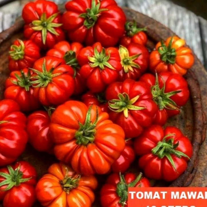 Jual benih tomat mawar 25bji | Shopee Indonesia