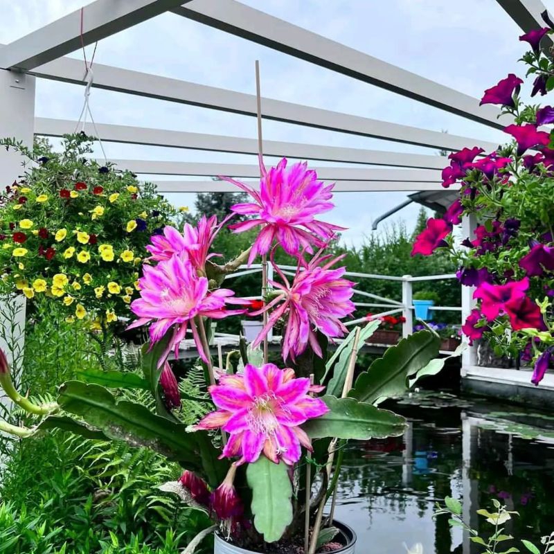 Jual Tanaman hias wijaya kusuma doris pittman-bibit bunga wijayakusuma ...