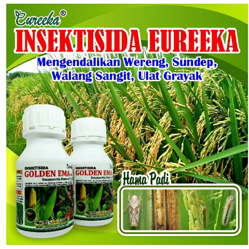 Jual GOLDEN EMA 36EC - OBAT SUNDEP PADI - OBAT ULAT JAGUNG | Shopee ...