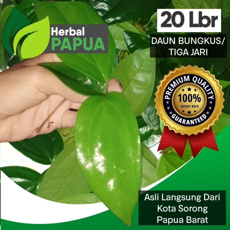 Jual DAUN ASLI PEMBESAR MP.P - DAUN BUNGKUS/ DAUN TIGA JARI PAPUA ...