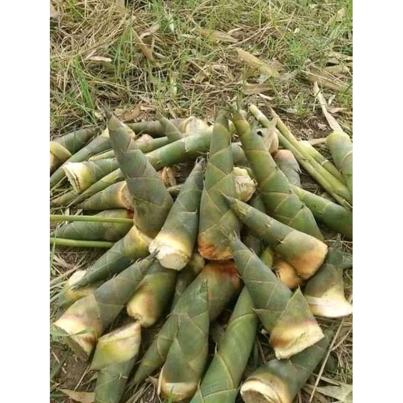 Jual Rebung bambu asli segar 1kg | Shopee Indonesia