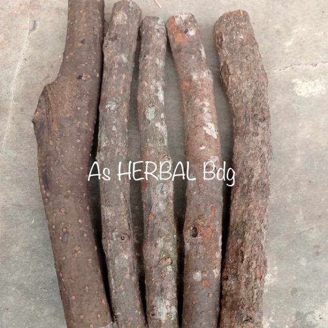 Jual Batang kayu lemo batang kilemo per 2 batang rempah nusantara ...