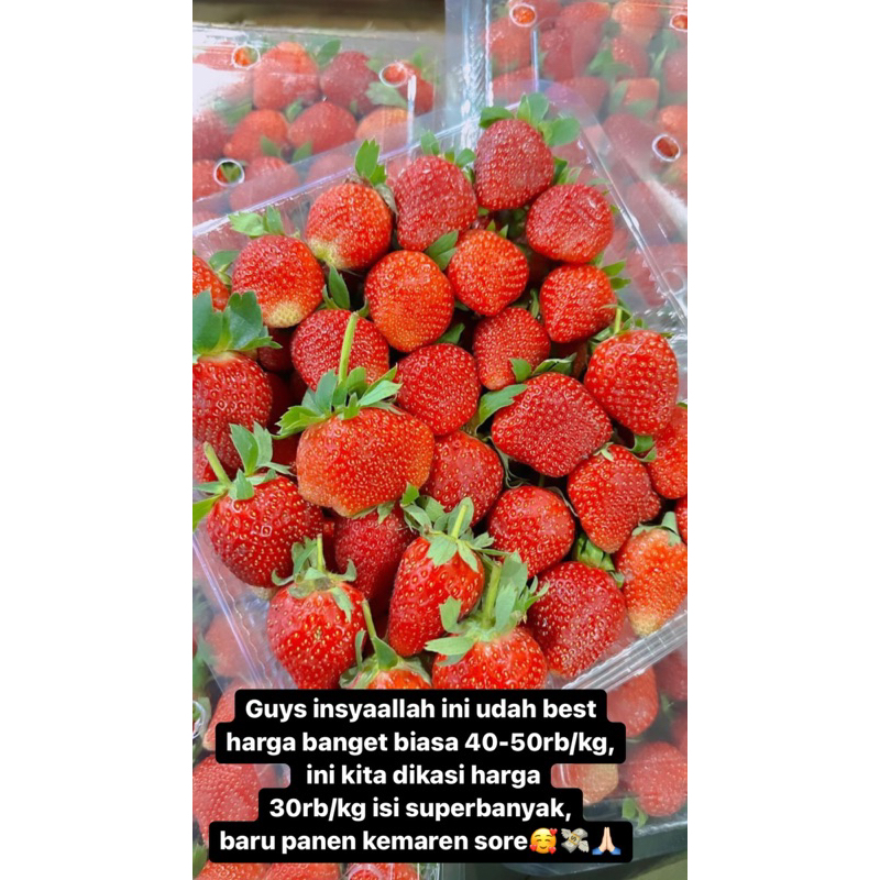 Jual STRAWBERRY FRESH 1kg | Shopee Indonesia