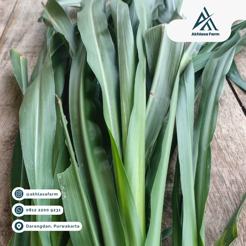 Jual Pakan Rumput King Grass Segar | Sapi Kerbau Kelinci Kura-kura ...