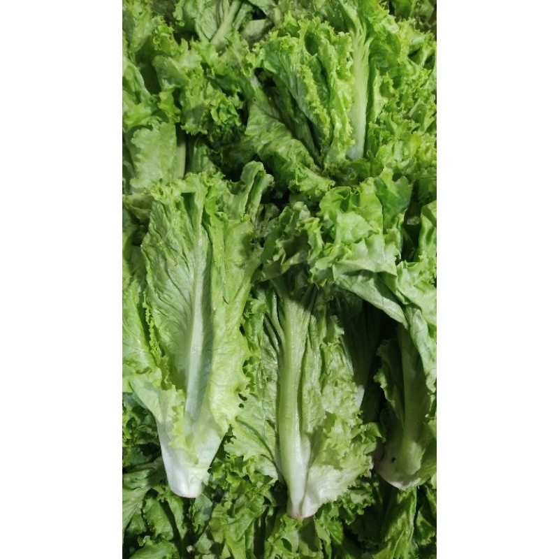 Jual Daun Selada 500 gr | Shopee Indonesia