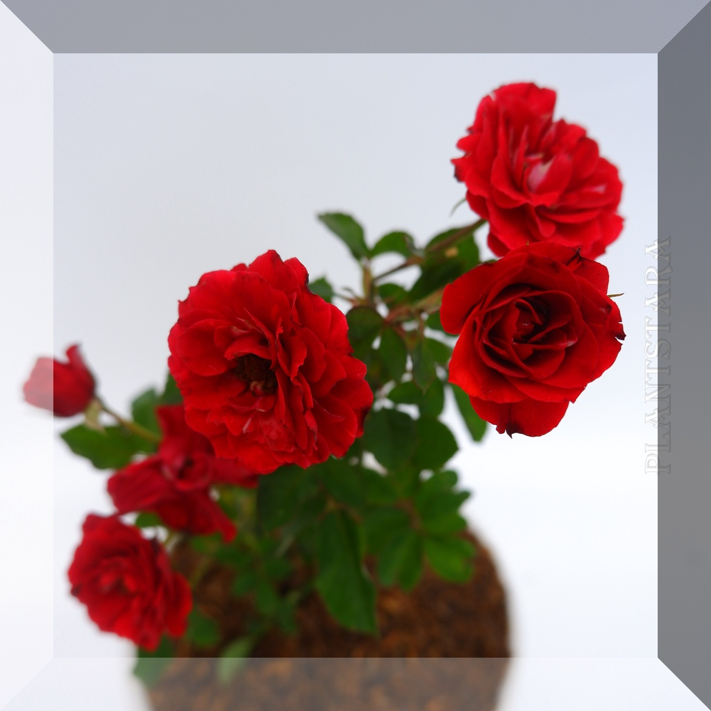 Jual Pohon Mawar Floribunda (rosa sp)Kondisi Berbunga Bisa Pilih Warna ...