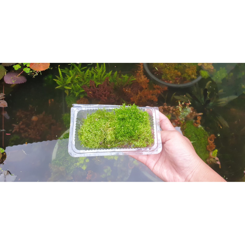 Jual Tanaman Moss Riccia / Ricia Bahanan cup | Shopee Indonesia