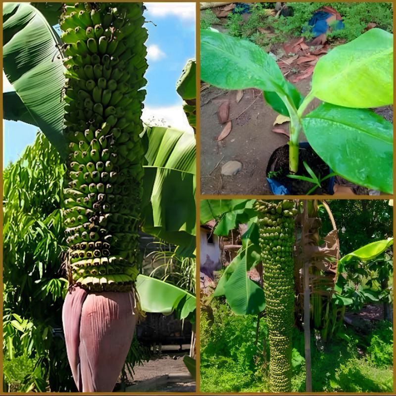 Jual Bibit Tanaman Buah Pisang Raja Seribu / Raja Sewu Unggul Siap ...