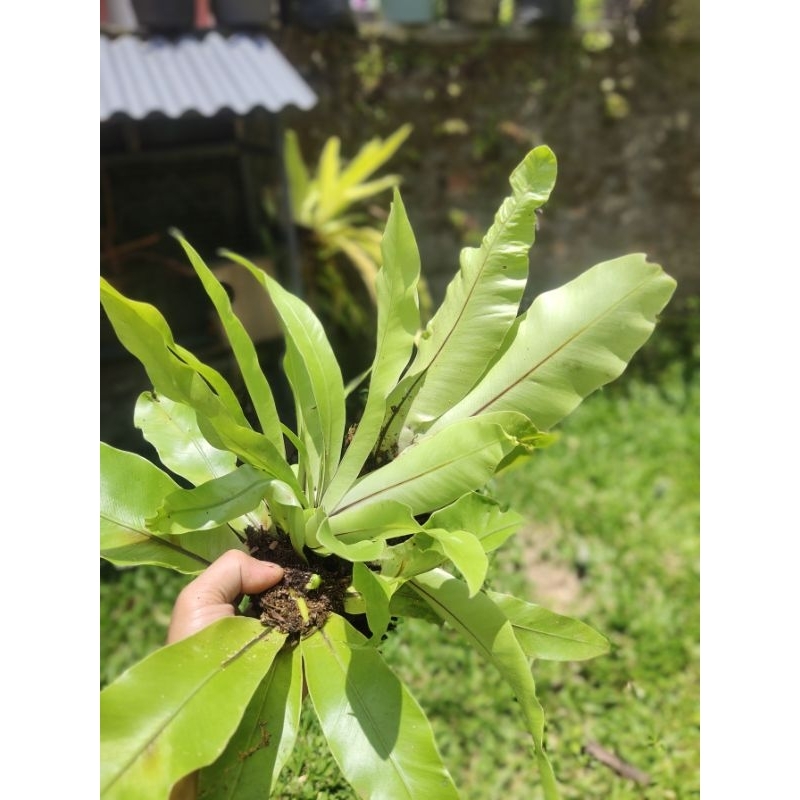 Jual tanaman hias kadaka mini rimbun udah ada media tanam dan cantolan ...