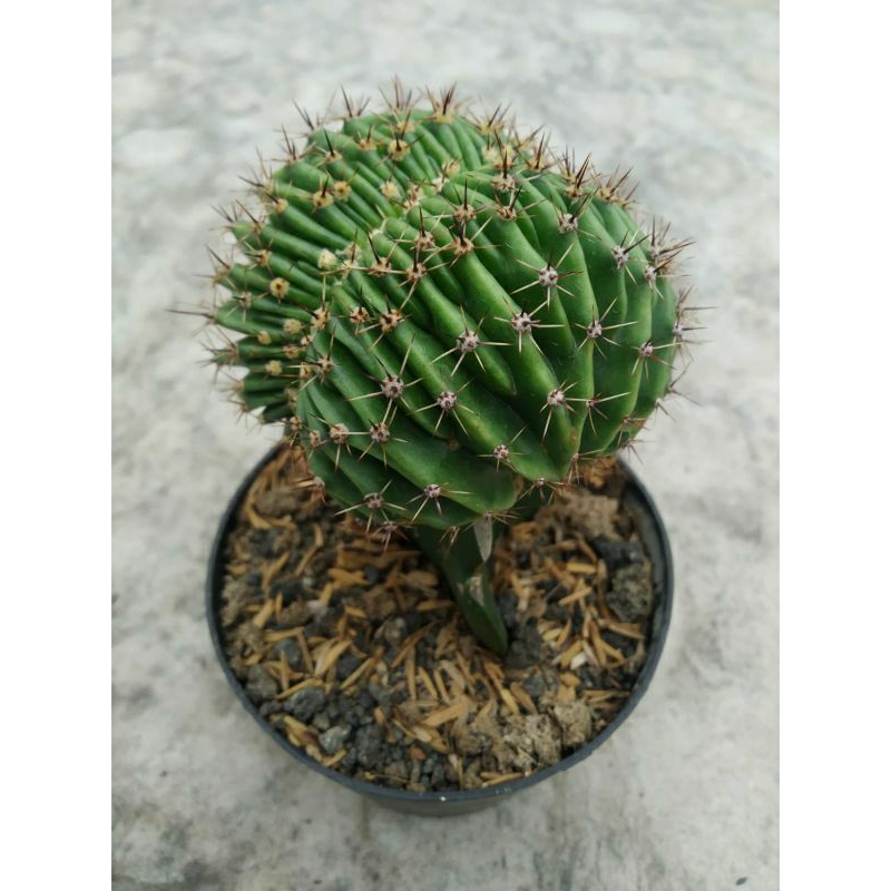 Echinopsis Oxygona Kaufen