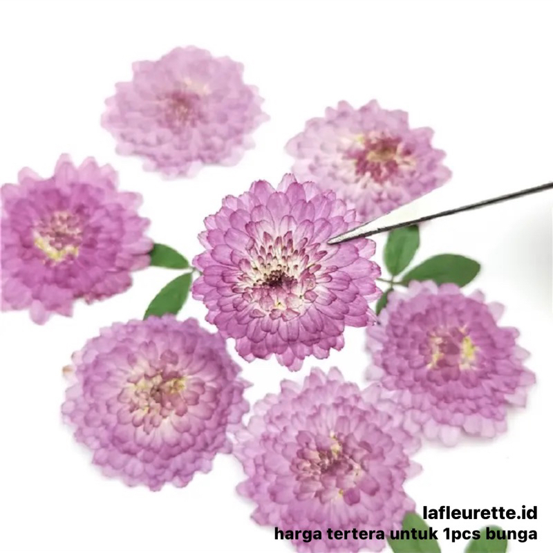 Jual Pressed chrysan dried flower bunga kering preserved epoxy resin ...
