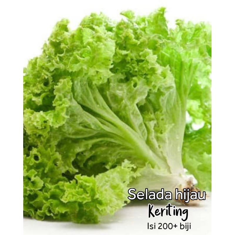 Jual selada keriting hijau benih sayur premium | Shopee Indonesia