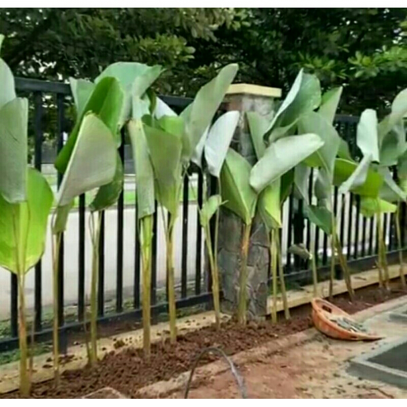 Jual pisang calatea tinggi pohon 150cm | Shopee Indonesia
