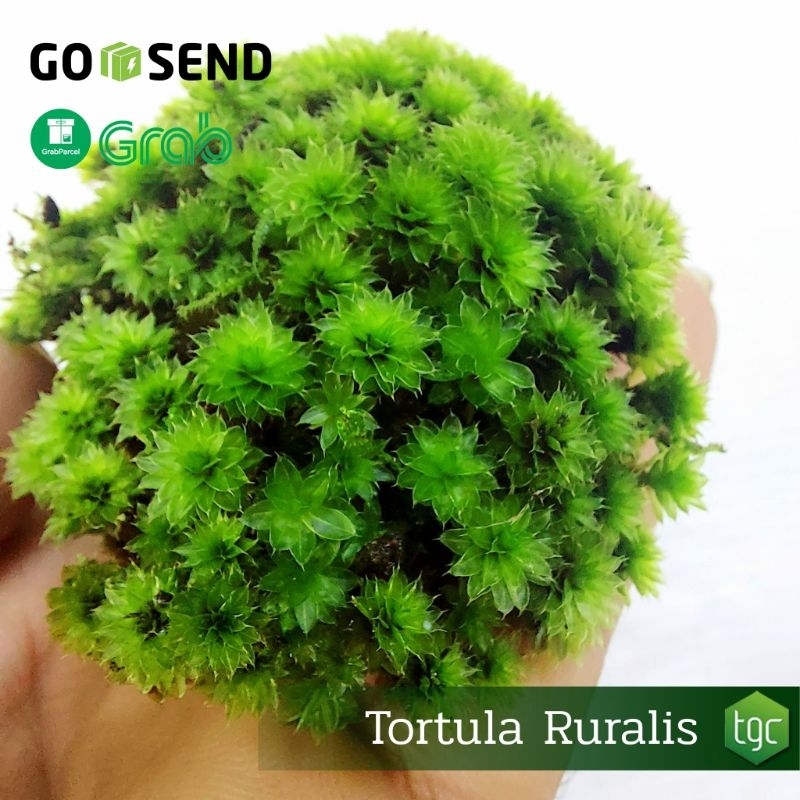Jual Tortula Ruralis / Star Moss - Tanaman Paludarium Terrarium ...
