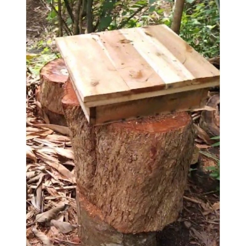 Jual Lebah Madu Klanceng / Trigona Itama | Shopee Indonesia