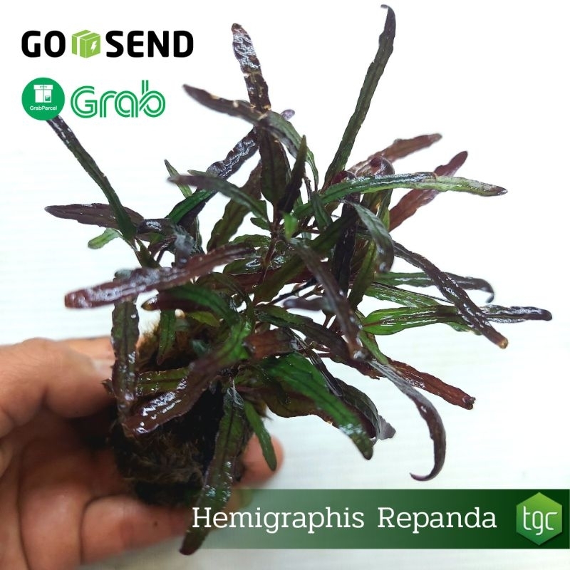 Jual Hemigraphis Repanda / Dragon Tongue - Tanaman Paludarium Terrarium ...