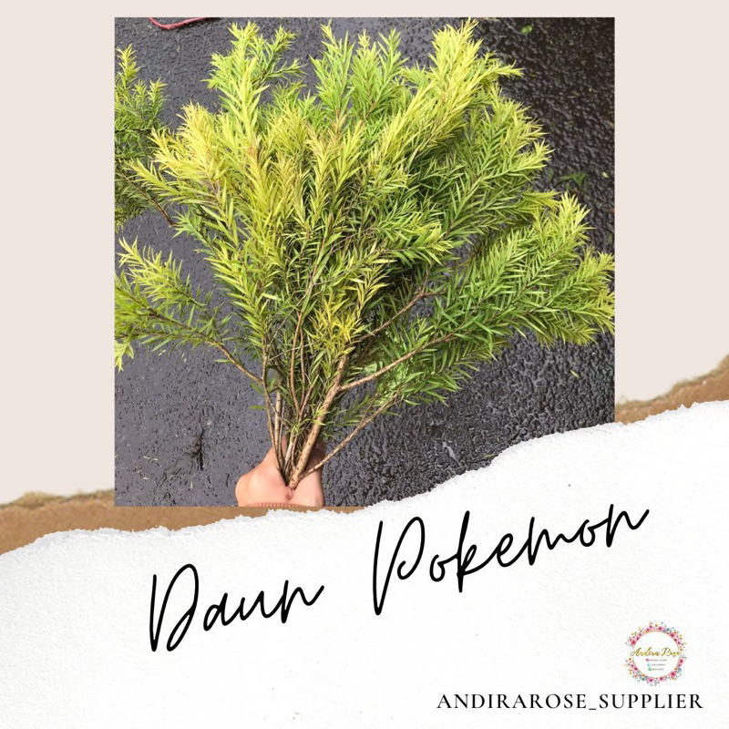 Jual Daun Pokemon (daun potong segar) | Shopee Indonesia