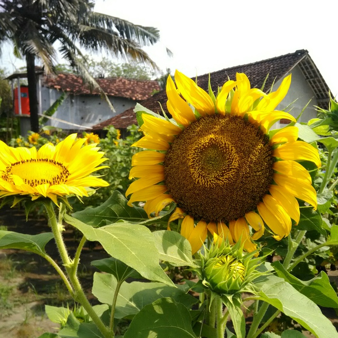 Jual Biji Benih Bibit Matahari Kuaci Big Sunflower Kwaci Biji Besar ...