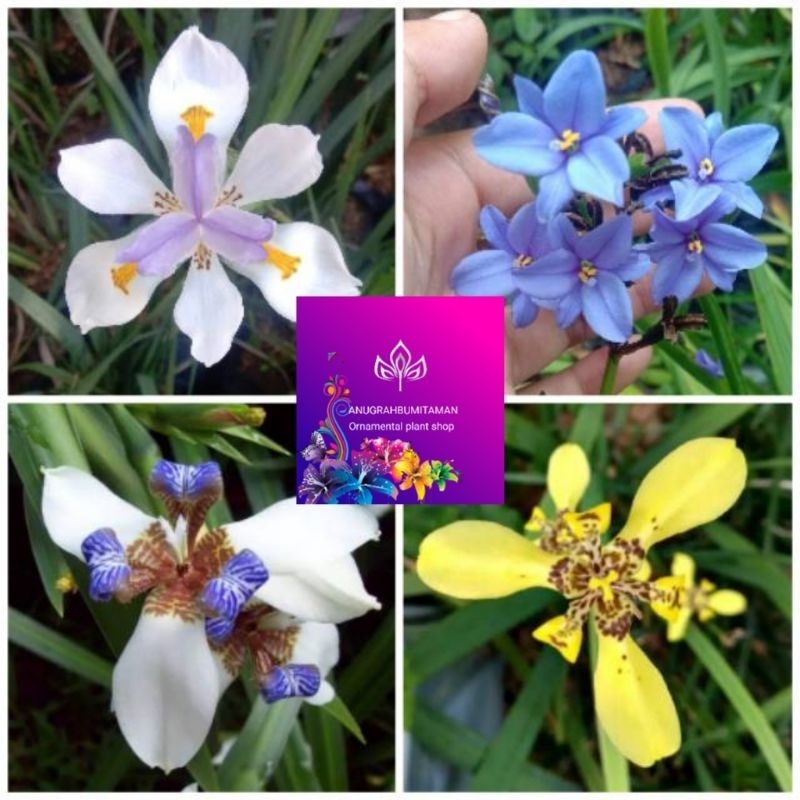 Jual paket 4 macam warna bunga iris/airis | Shopee Indonesia
