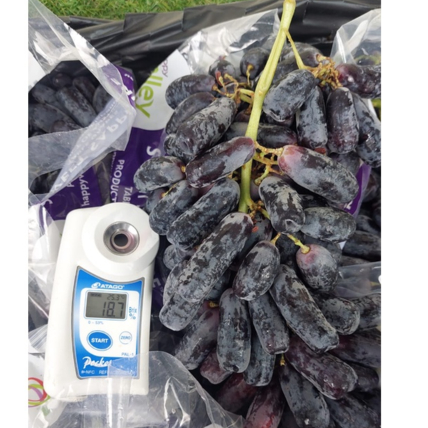 Jual Anggur Moondrop Aust 1 Box 9 Kg | Shopee Indonesia