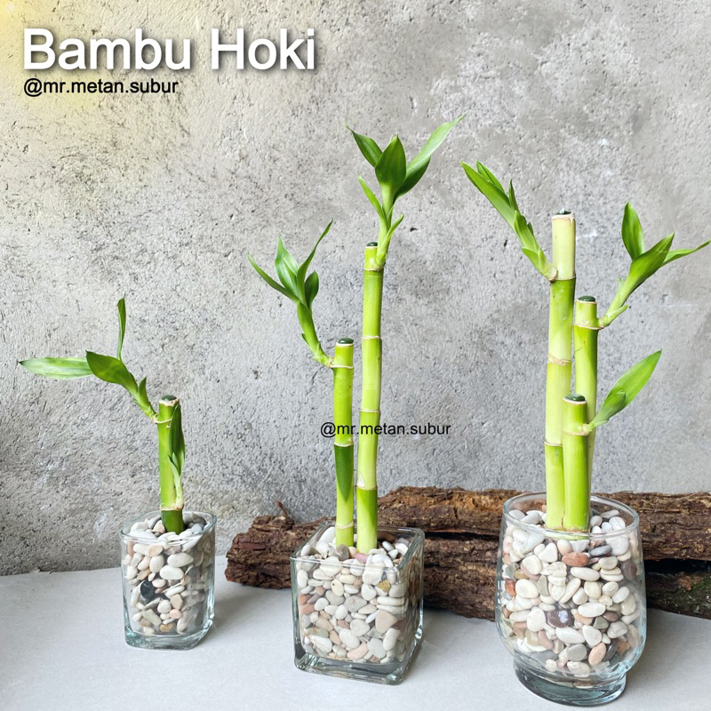 Jual Tanaman bambu hoki hiasan meja home decor premium | Shopee Indonesia