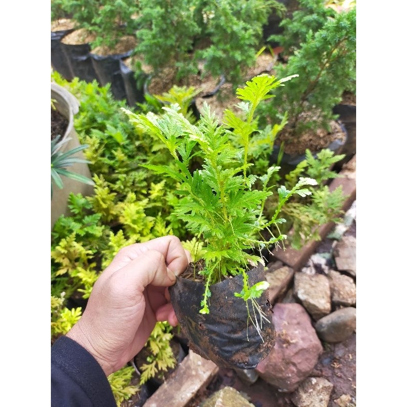 Jual BISA COD tanaman hias sellaginela paku cakar ayam paku rane ...