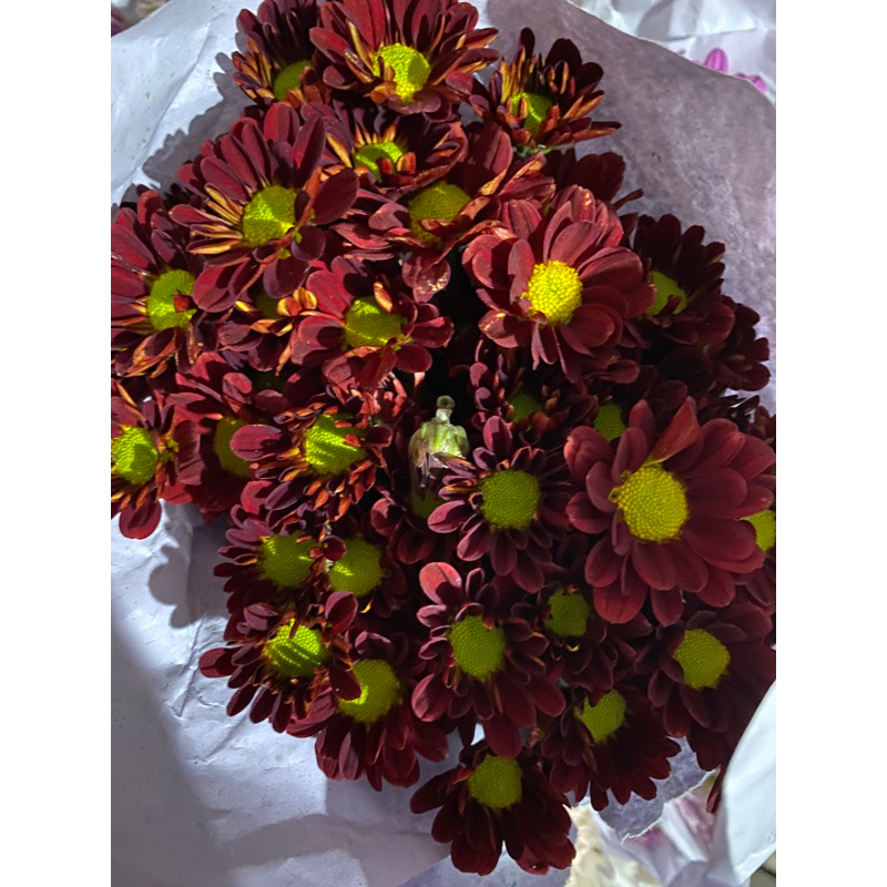 Jual Bunga Aster Potong Segar 1 ikat ( maron ) | Shopee Indonesia