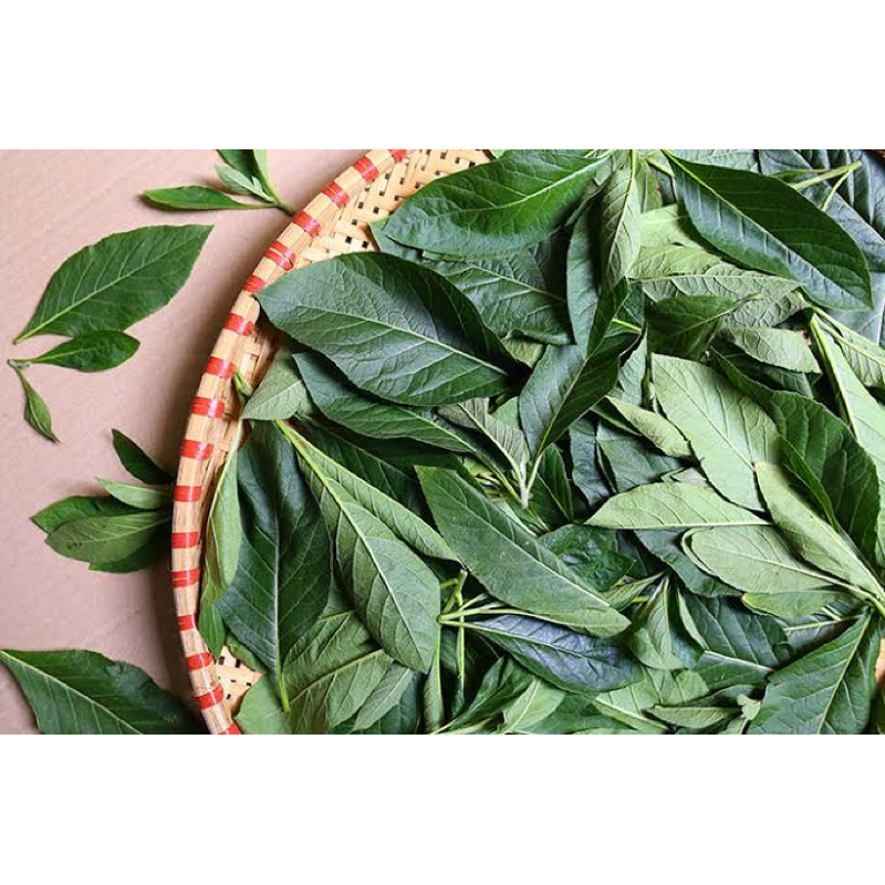 Jual daun afrika herbal berupa daun segar baru petik | Shopee Indonesia