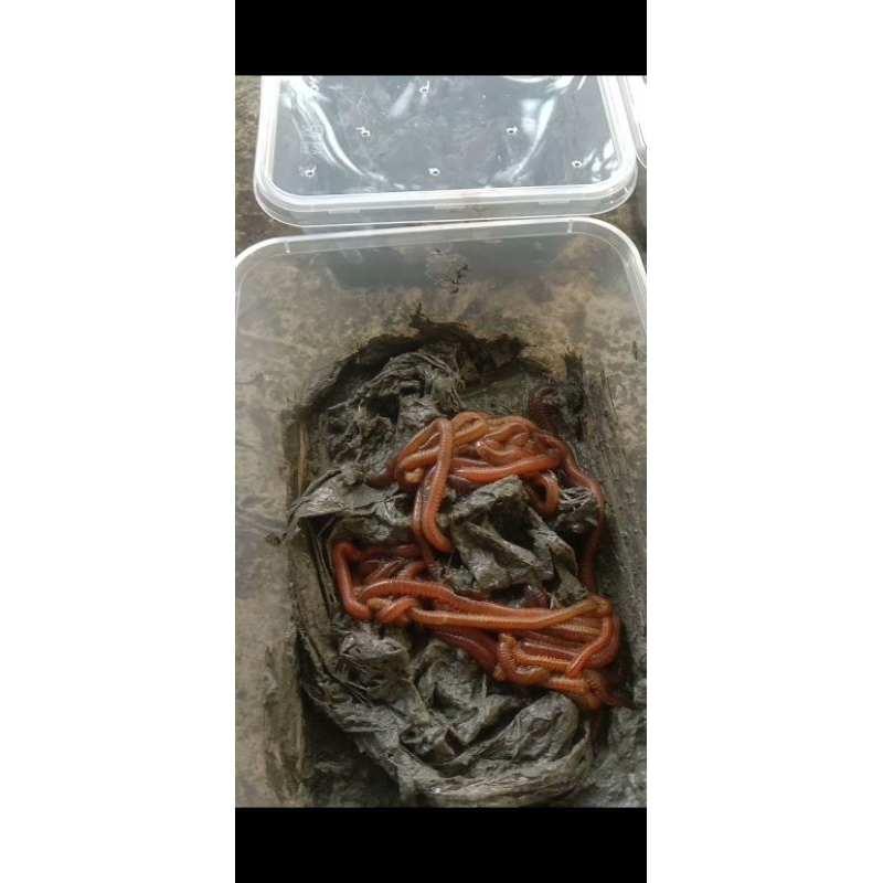 Jual CACING LAUT/CACING NAGA/KILANG KILUNG | Shopee Indonesia