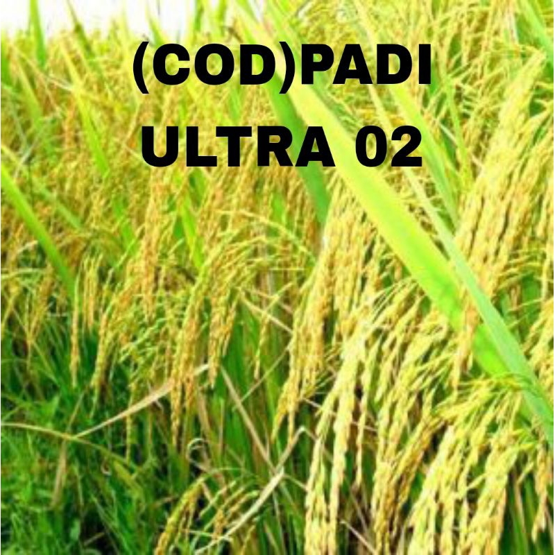 Jual BENIH PADI ULTRA 02 unggul 1KG BERKUALITAs | Shopee Indonesia